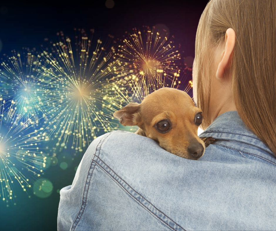 Fireworks and Dogs | Nhulunbuy Corporation